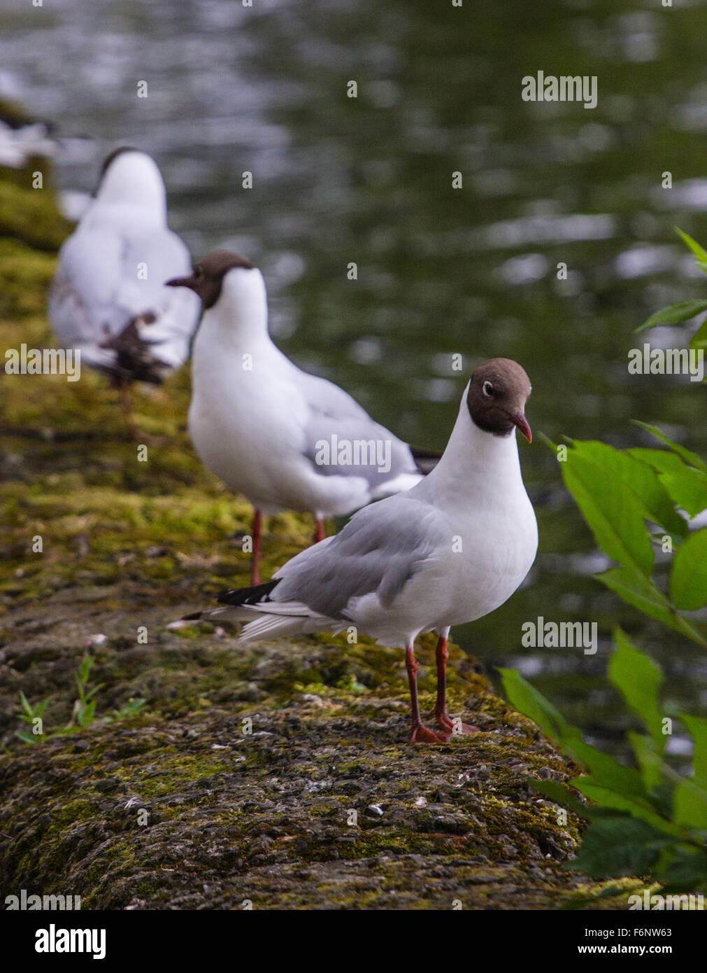Gulls water hi-res stock photography and images - Alamy
