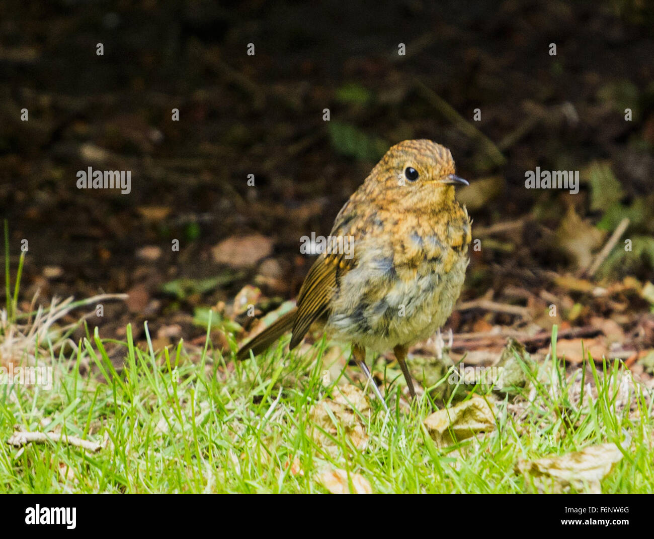 young robin bird Stock Photo - Alamy