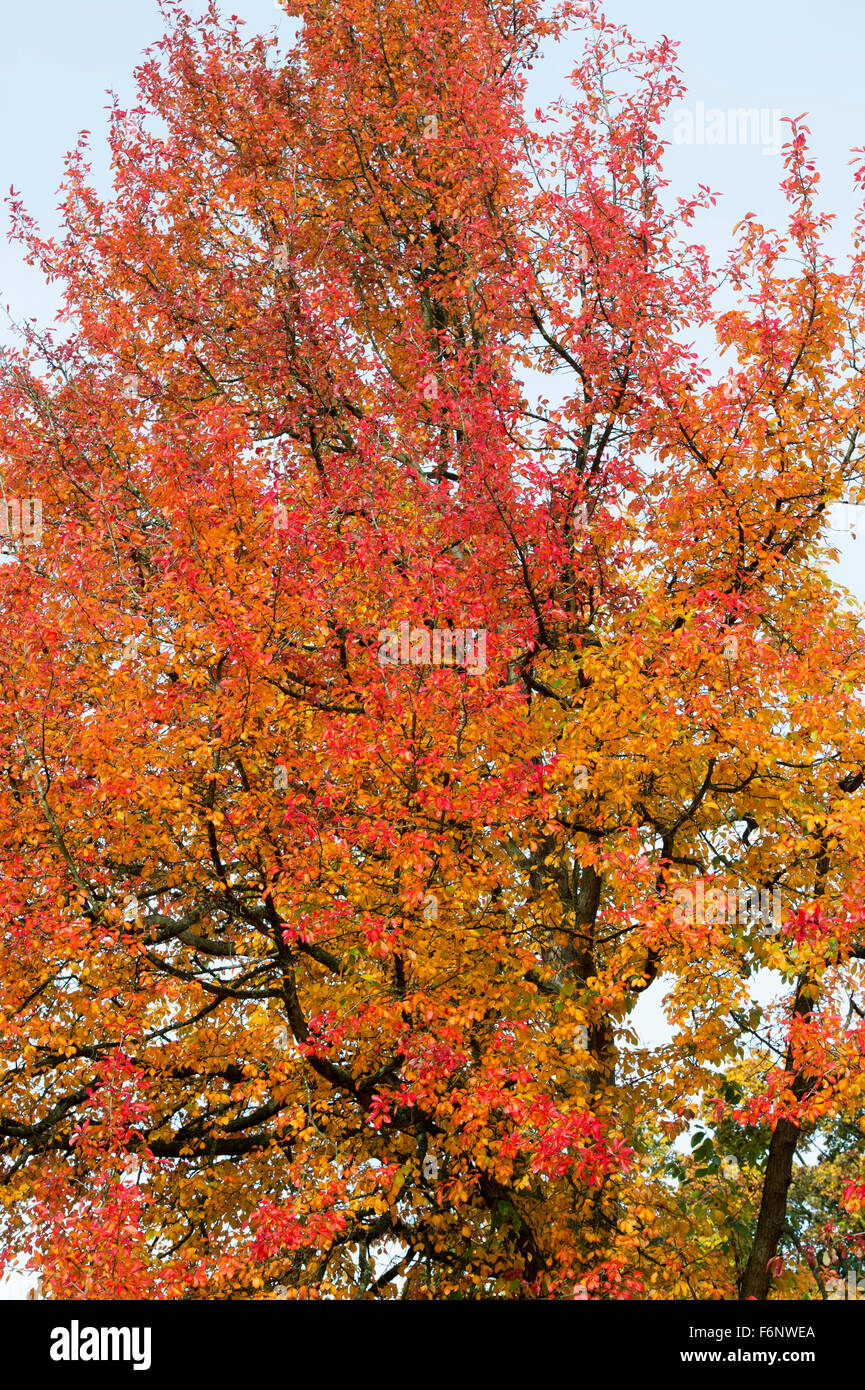 Black gum 'Wisley Bonfire' tree and autumn colours at RHS Wisley ...