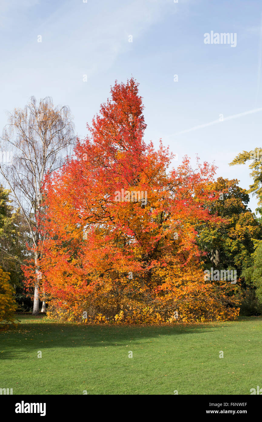 Black gum 'Wisley Bonfire' tree and autumn colours at RHS Wisley ...