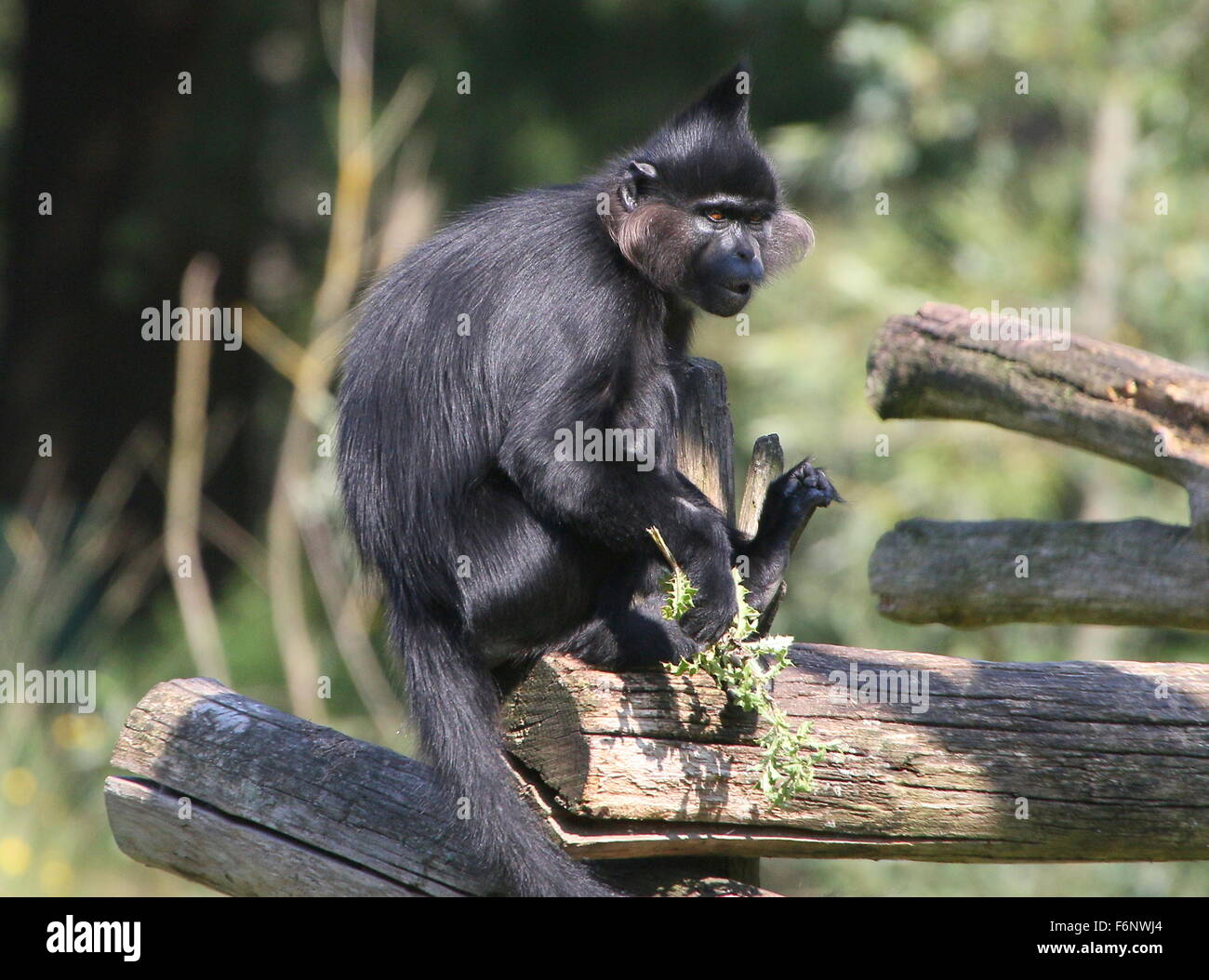 African Black crested mangabey monkey (Lophocebus aterrimus Stock Photo ...