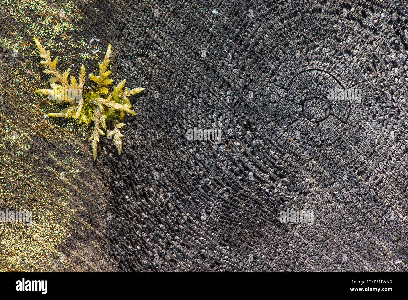 Tree stump details and moss Stock Photo - Alamy