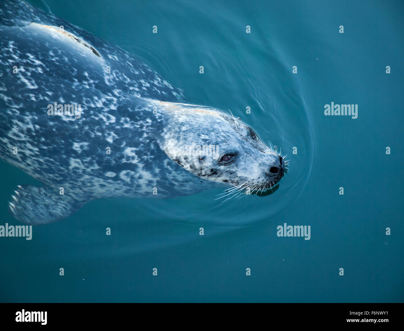 Harbor seal hi-res stock photography and images - Alamy