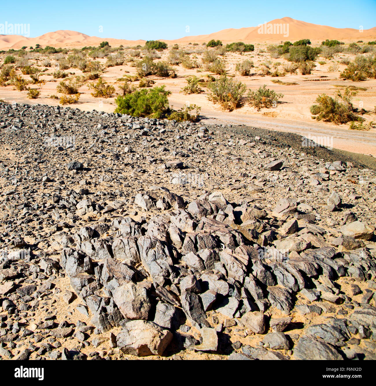 old fossil in the desert of morocco sahara and rock stone sky Stock ...