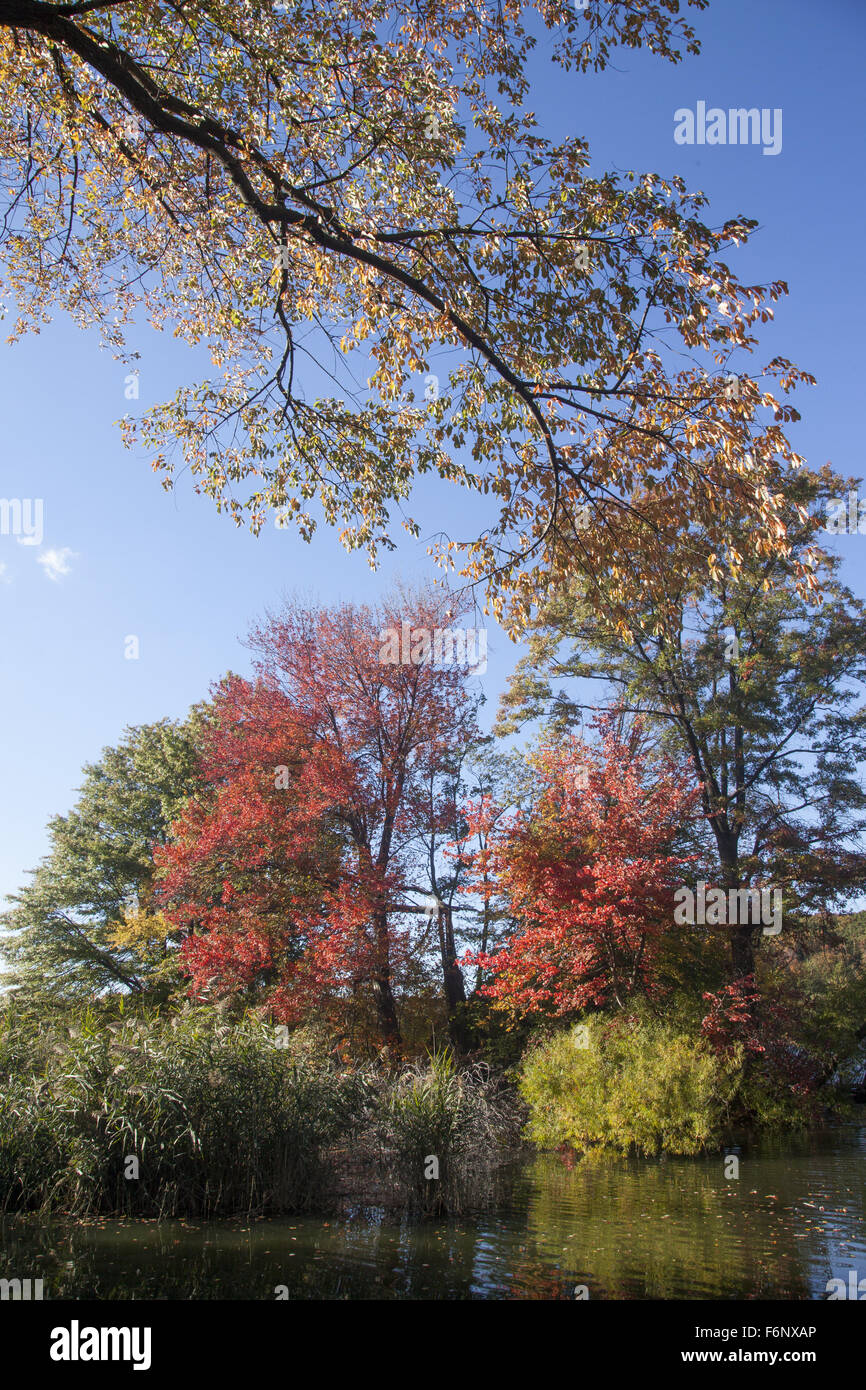 Trees with fall colors hi-res stock photography and images - Alamy