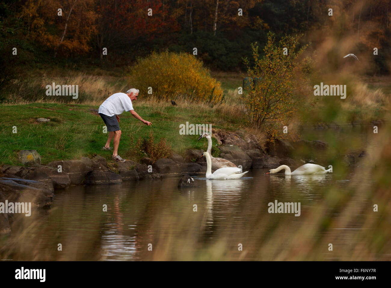 A member of the public feed swans in Arthur Seat pound Stock Photo - Alamy