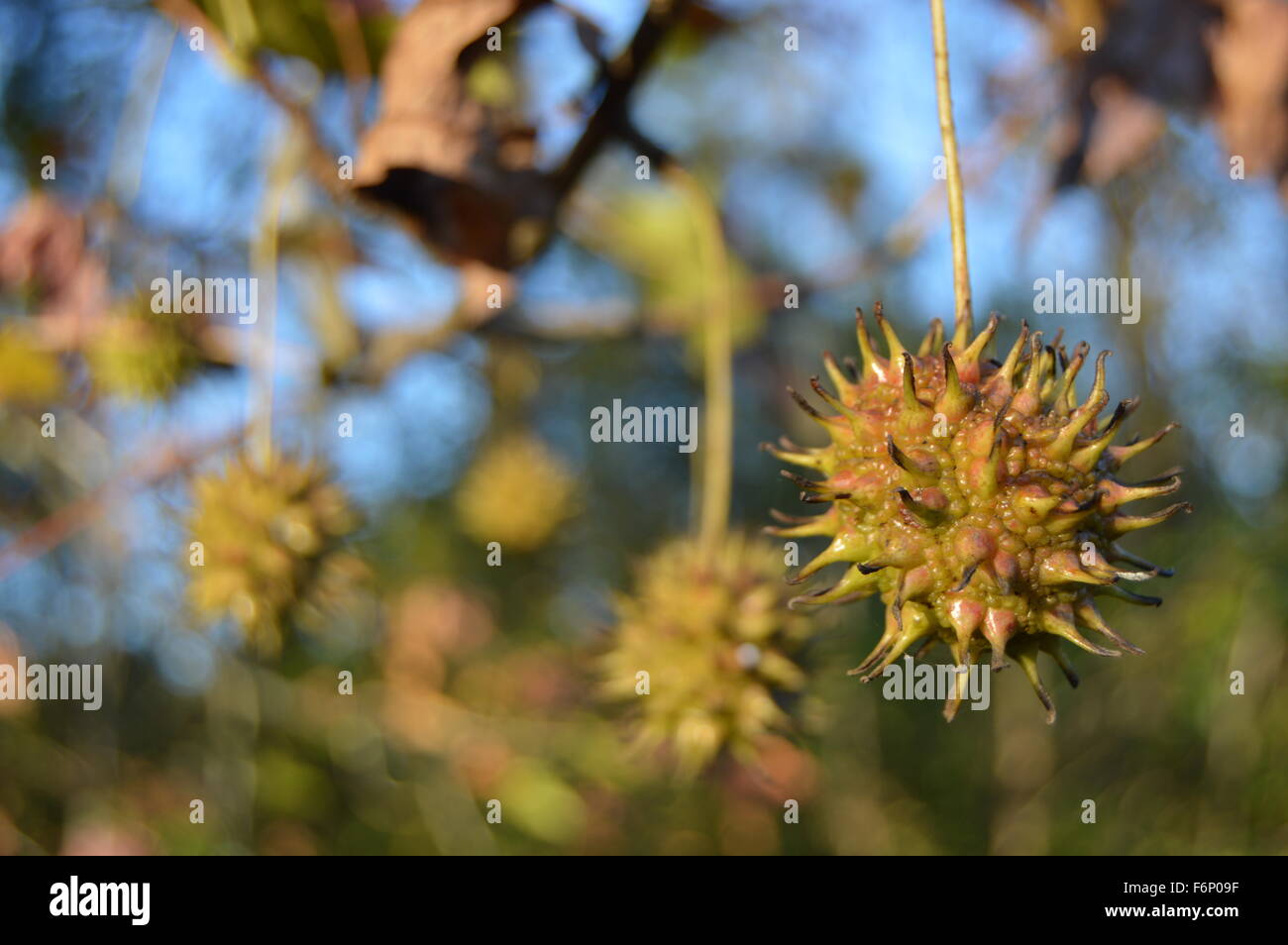 A close-up of a sweet gum tree in the fall Stock Photo - Alamy