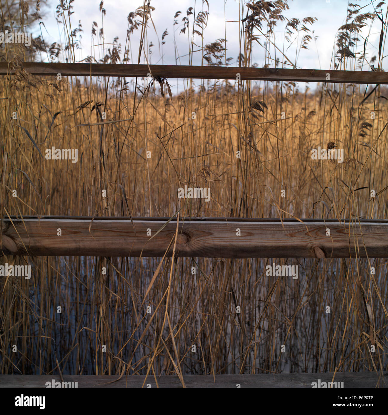 Reeds on a lake Stock Photo - Alamy