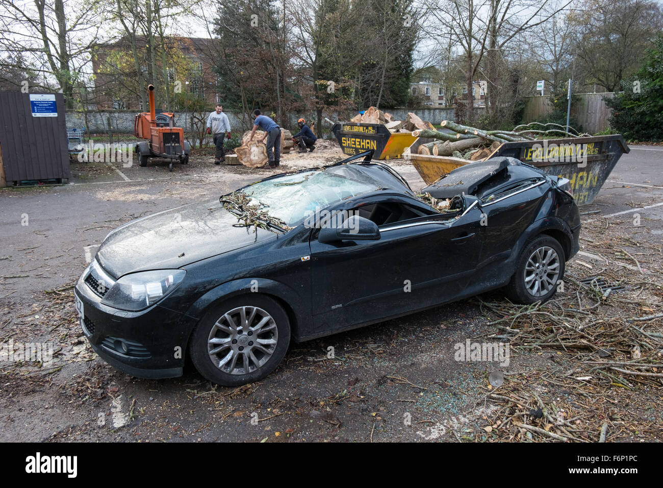 Car crushed falling tree in hi-res stock photography and images - Alamy