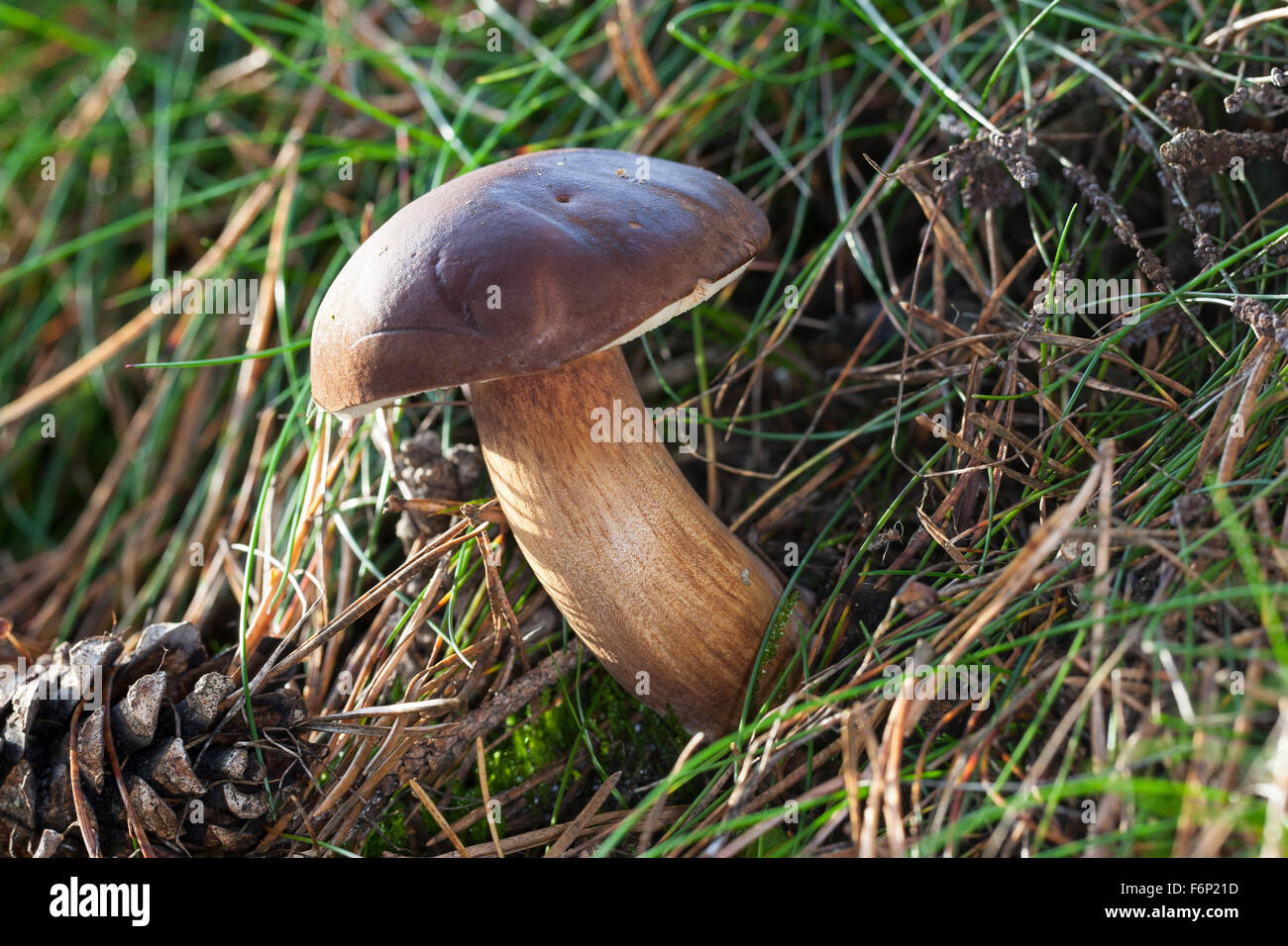 Maronen hi-res stock photography and images - Alamy