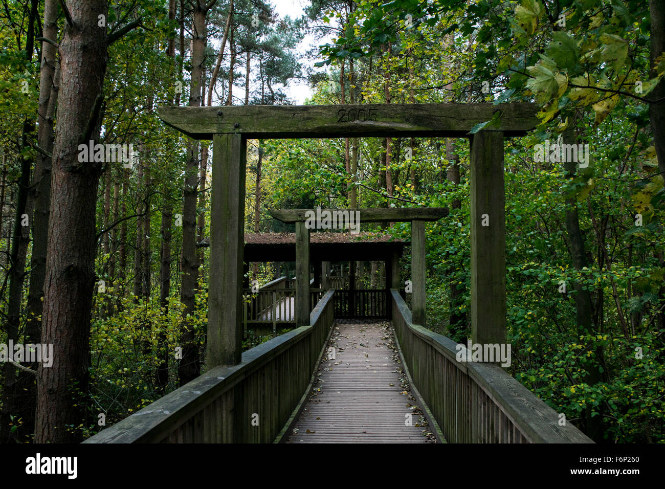 Woodland walk on tree top walk, Northampton, England, UK Stock Photo ...
