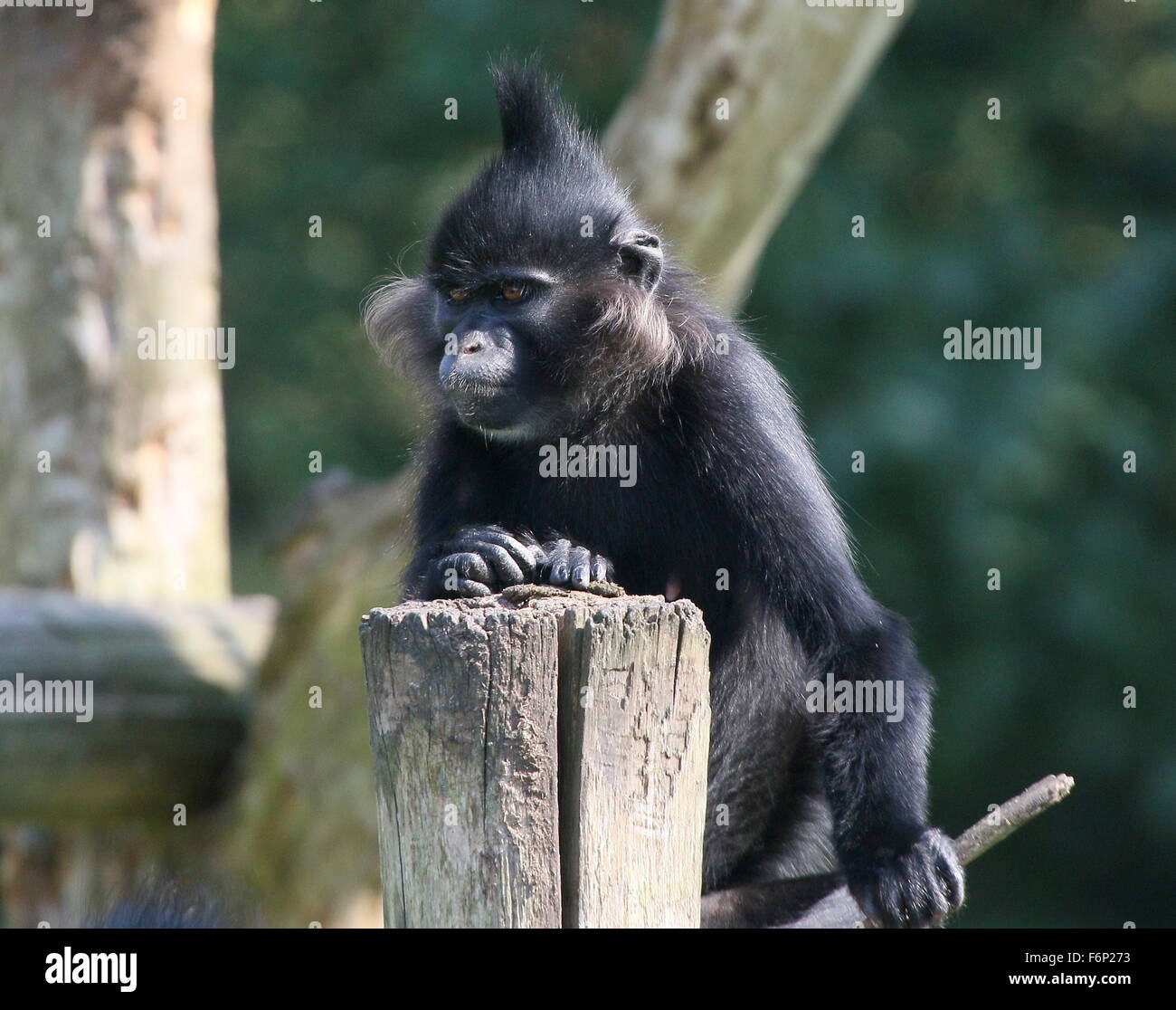 African Black crested mangabey monkey (Lophocebus aterrimus Stock Photo ...