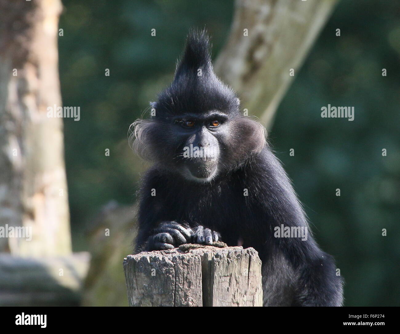 African Black crested mangabey monkey (Lophocebus aterrimus Stock Photo ...