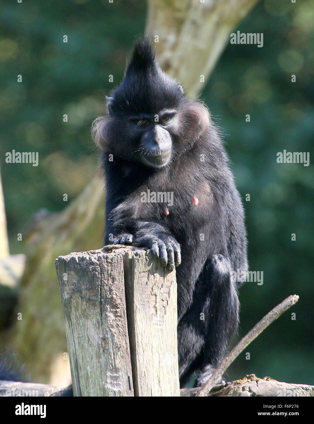 Mangabey Monkeys High Resolution Stock Photography and Images - Alamy