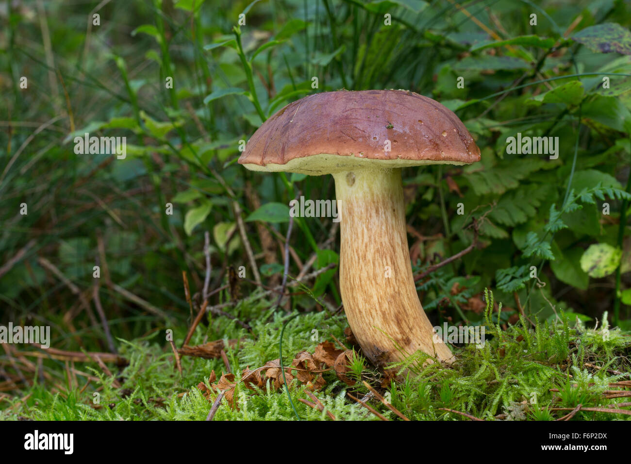 Bay bolete, Maronen-Röhrling, Maronenröhrling, Marone, Röhrling ...