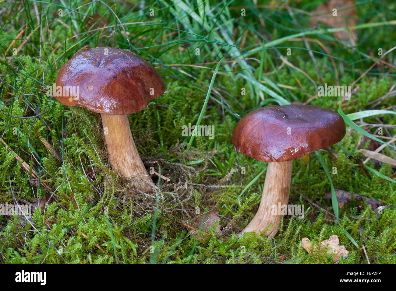 Maronenröhrling hi-res stock photography and images - Alamy