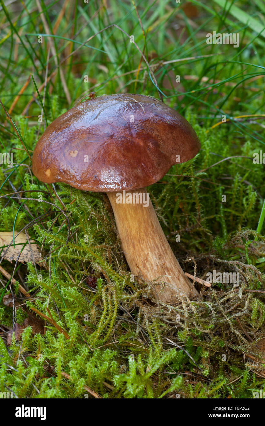 Bay bolete, Maronen-Röhrling, Maronenröhrling, Marone, Röhrling ...