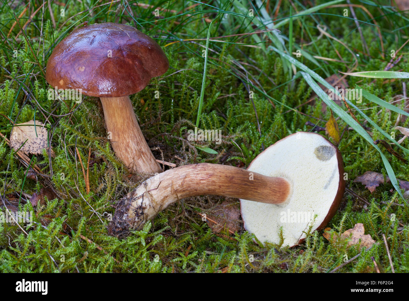 Maronenrohrling hi-res stock photography and images - Alamy