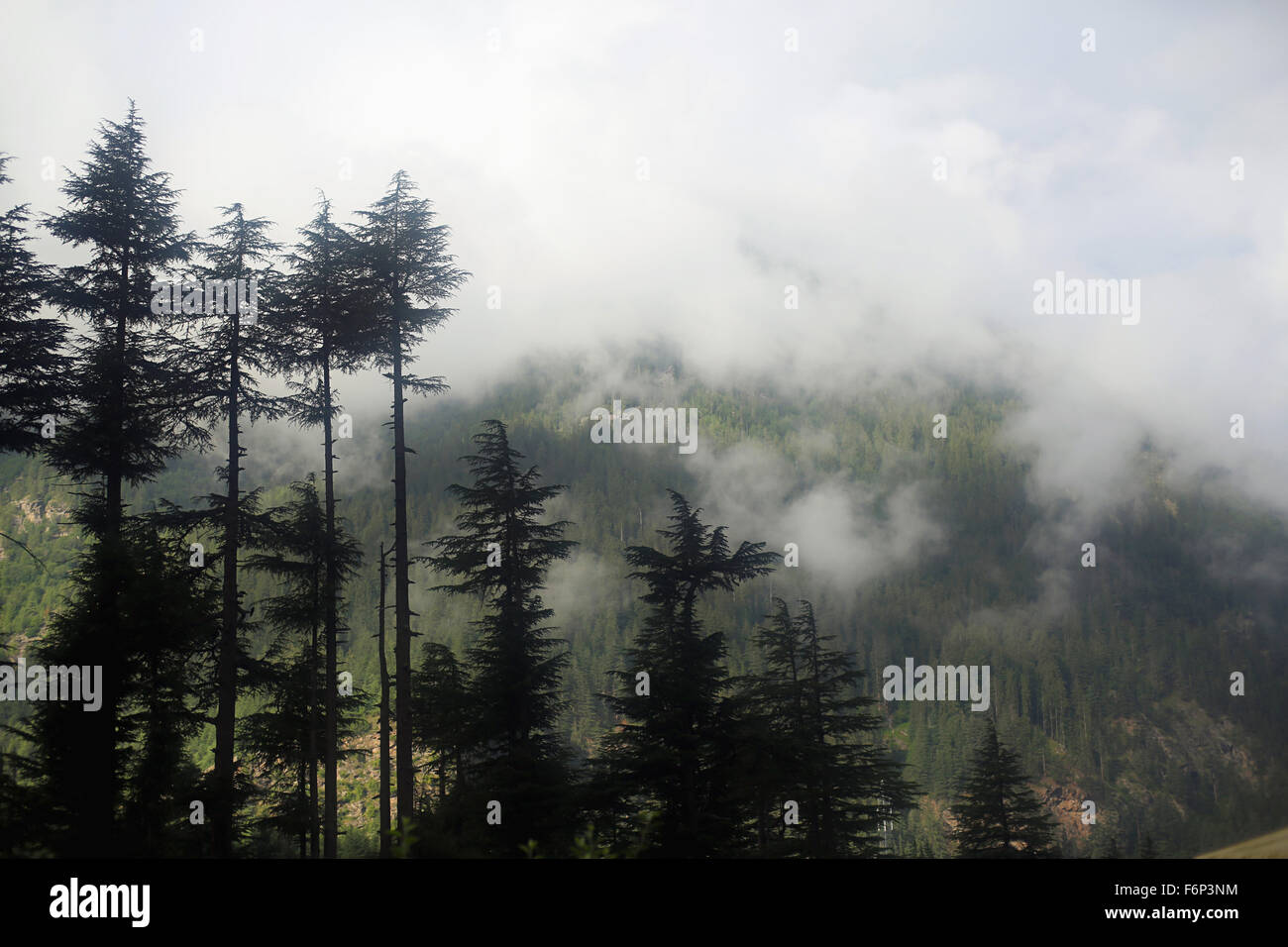 Villages Of Inside Trees