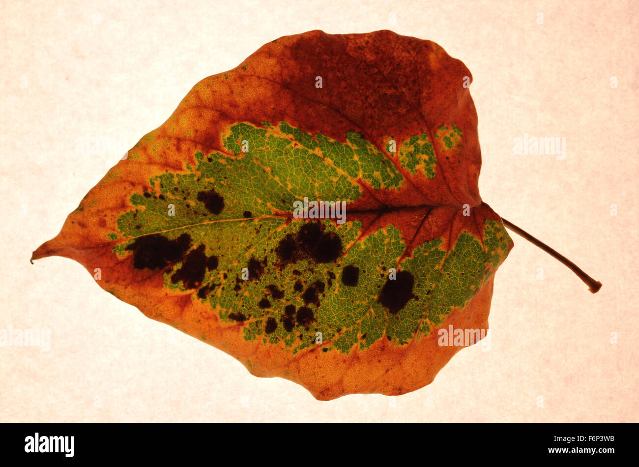 Decomposing leaf hi-res stock photography and images - Alamy