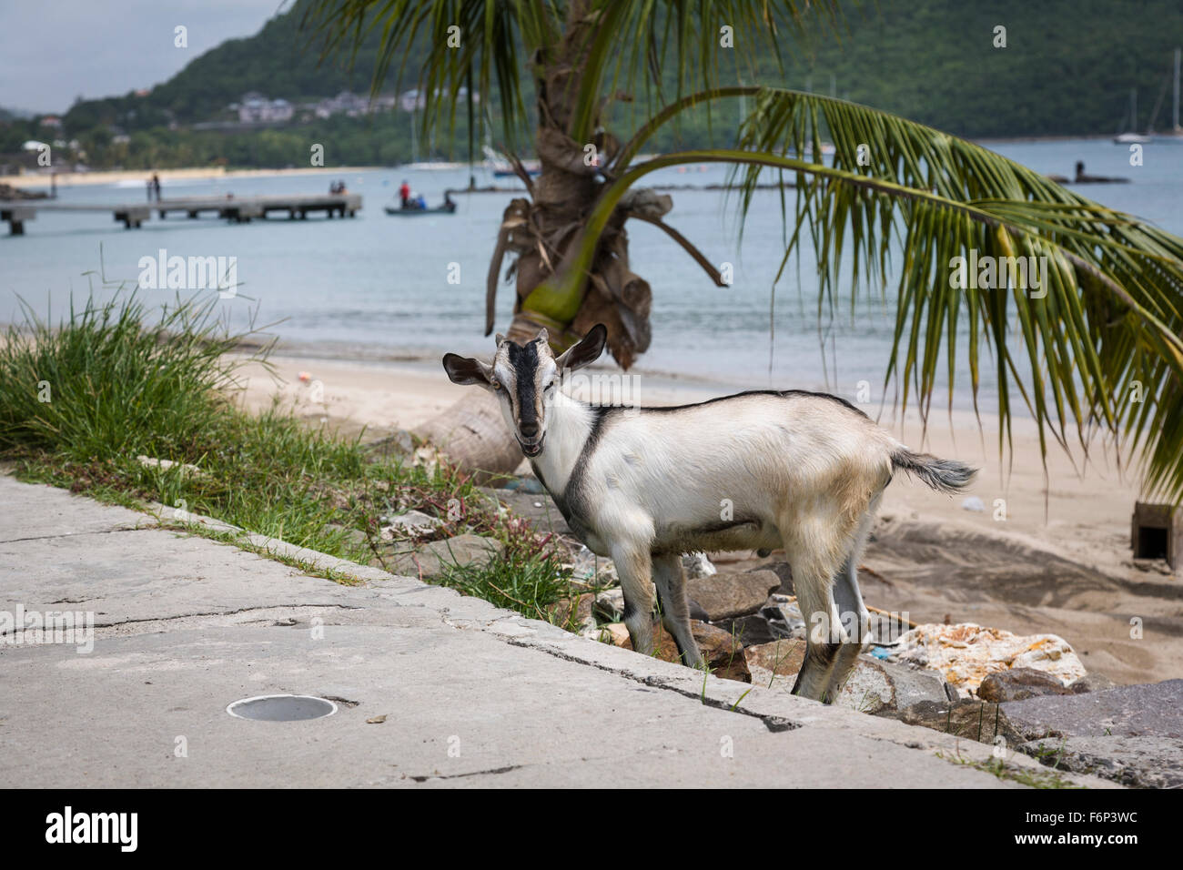 Solitary goat stands hi-res stock photography and images - Alamy