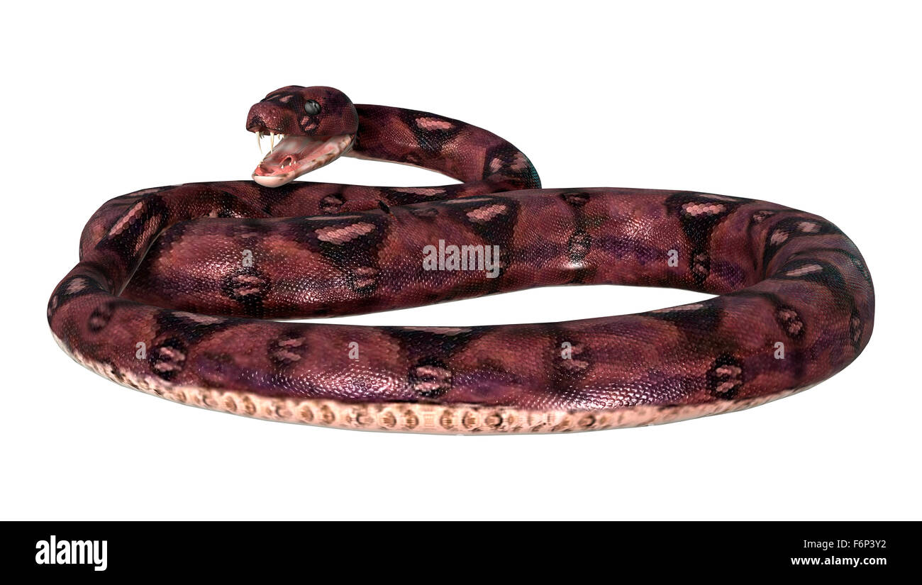 3D digital render of a dangerous anaconda isolated on white background ...