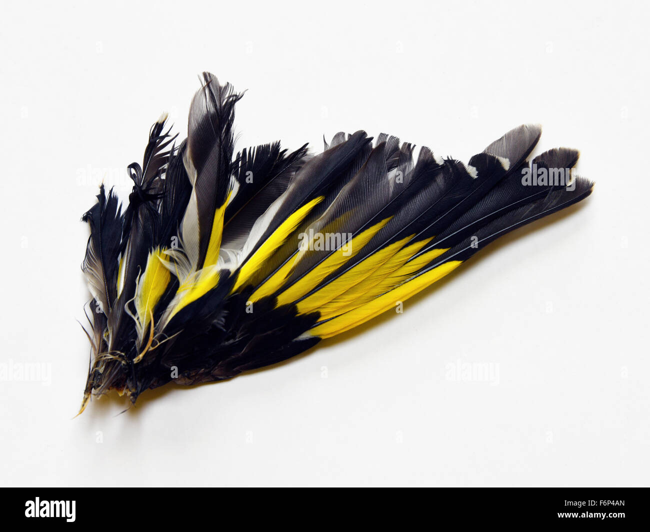European goldfinch wing hi-res stock photography and images - Alamy