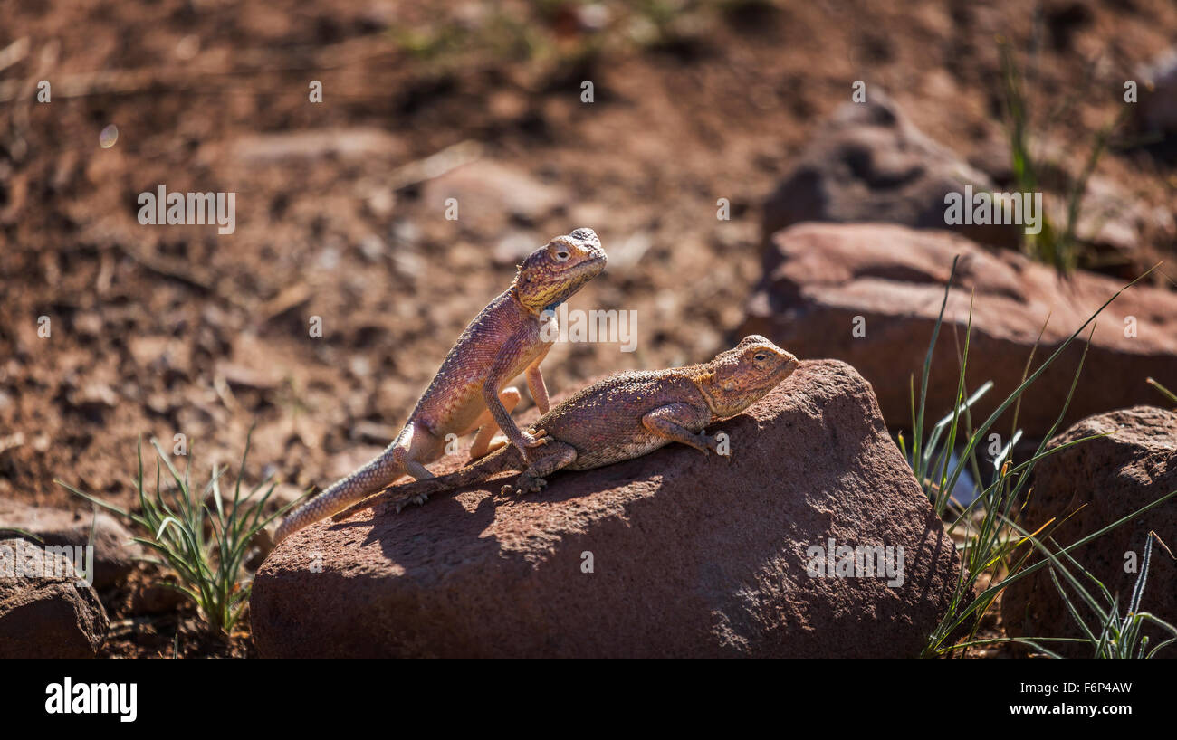 African lizards hi-res stock photography and images - Alamy
