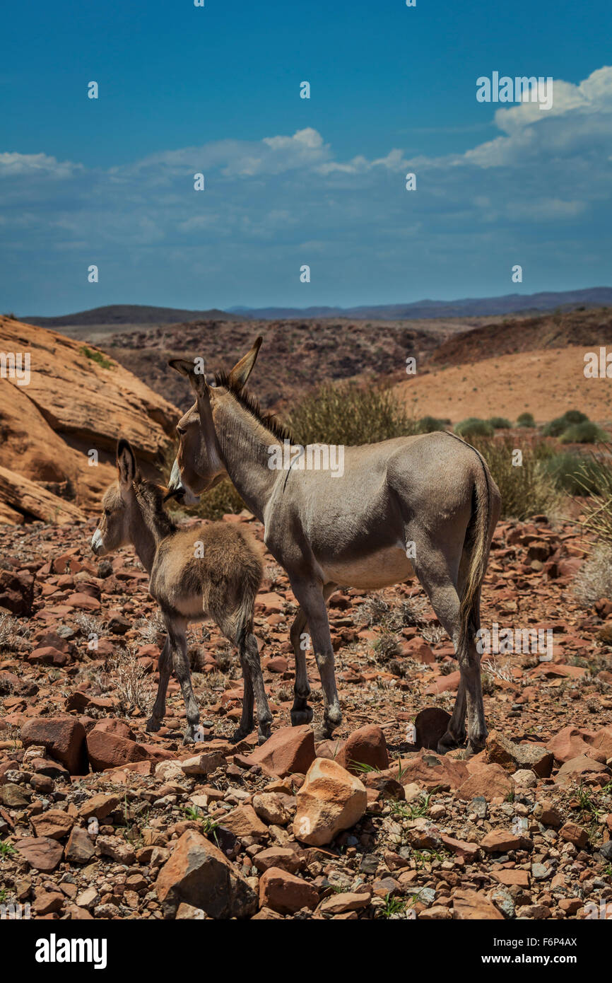 Donkey and foal, Namibia, Africa Stock Photo - Alamy