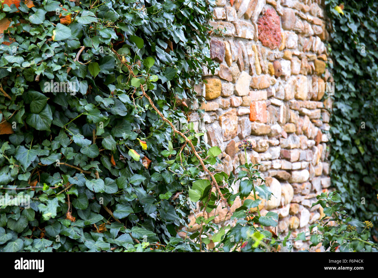 Old Castle S Walls Covered With Green Ivy Stock Photo Alamy