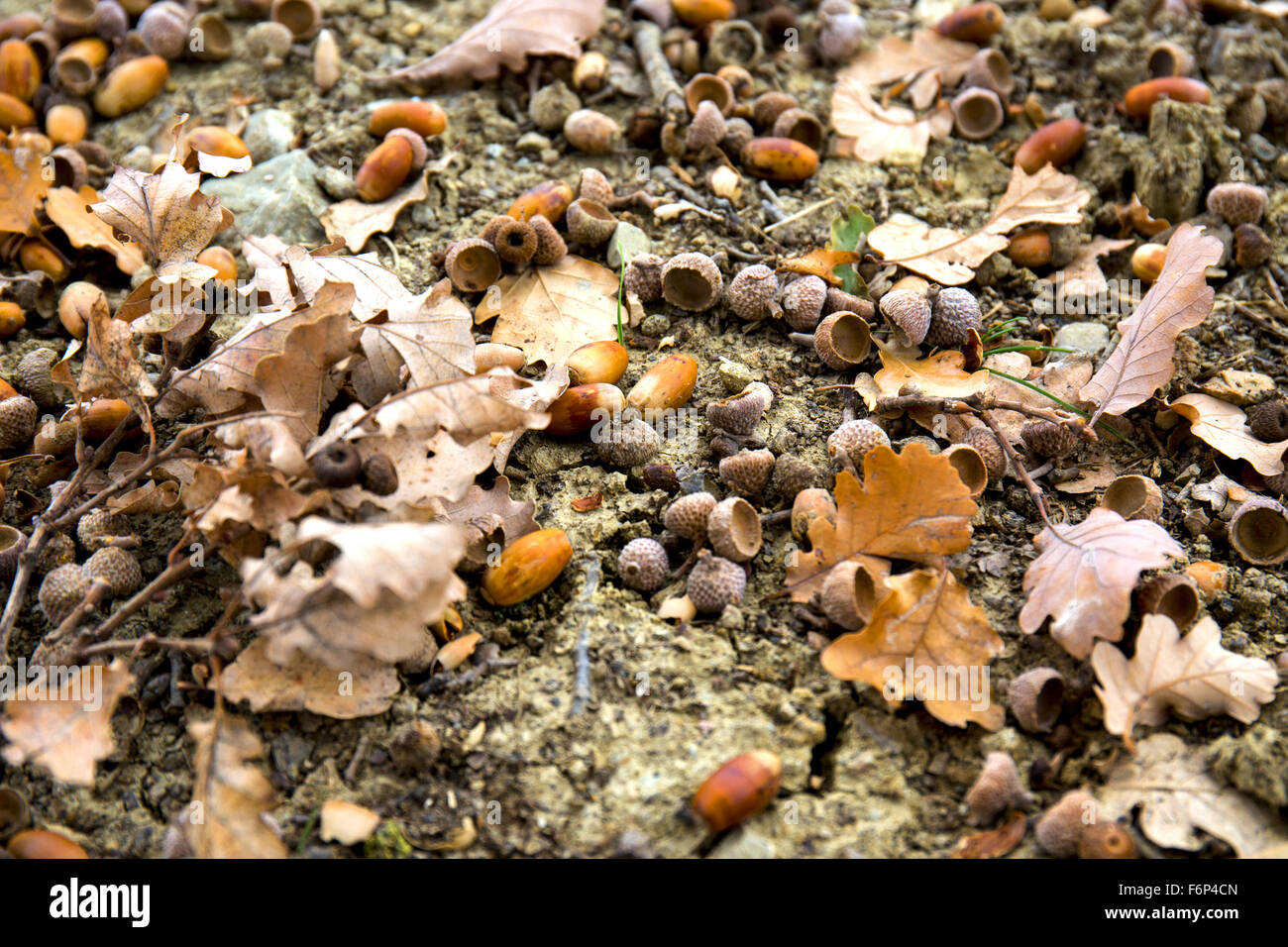 Oaken tree hi-res stock photography and images - Alamy