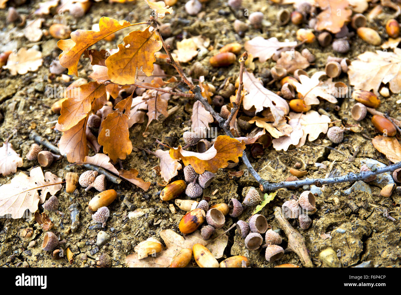 Oaken tree hi-res stock photography and images - Alamy