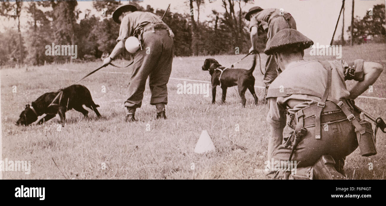 755. British Army land-mine clearance team dogs at training Stock Photo ...