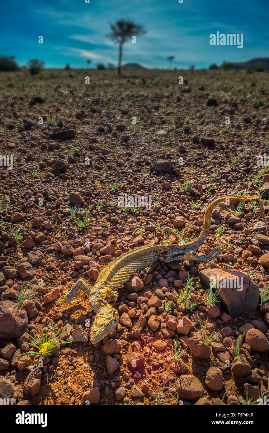 Desert lizards hi-res stock photography and images - Alamy