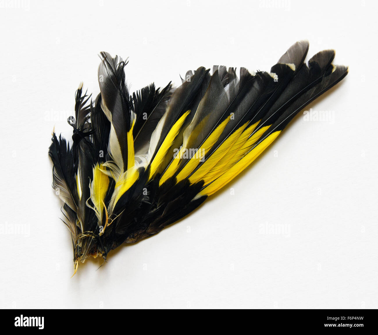 Wing of Goldfinch Stock Photo - Alamy