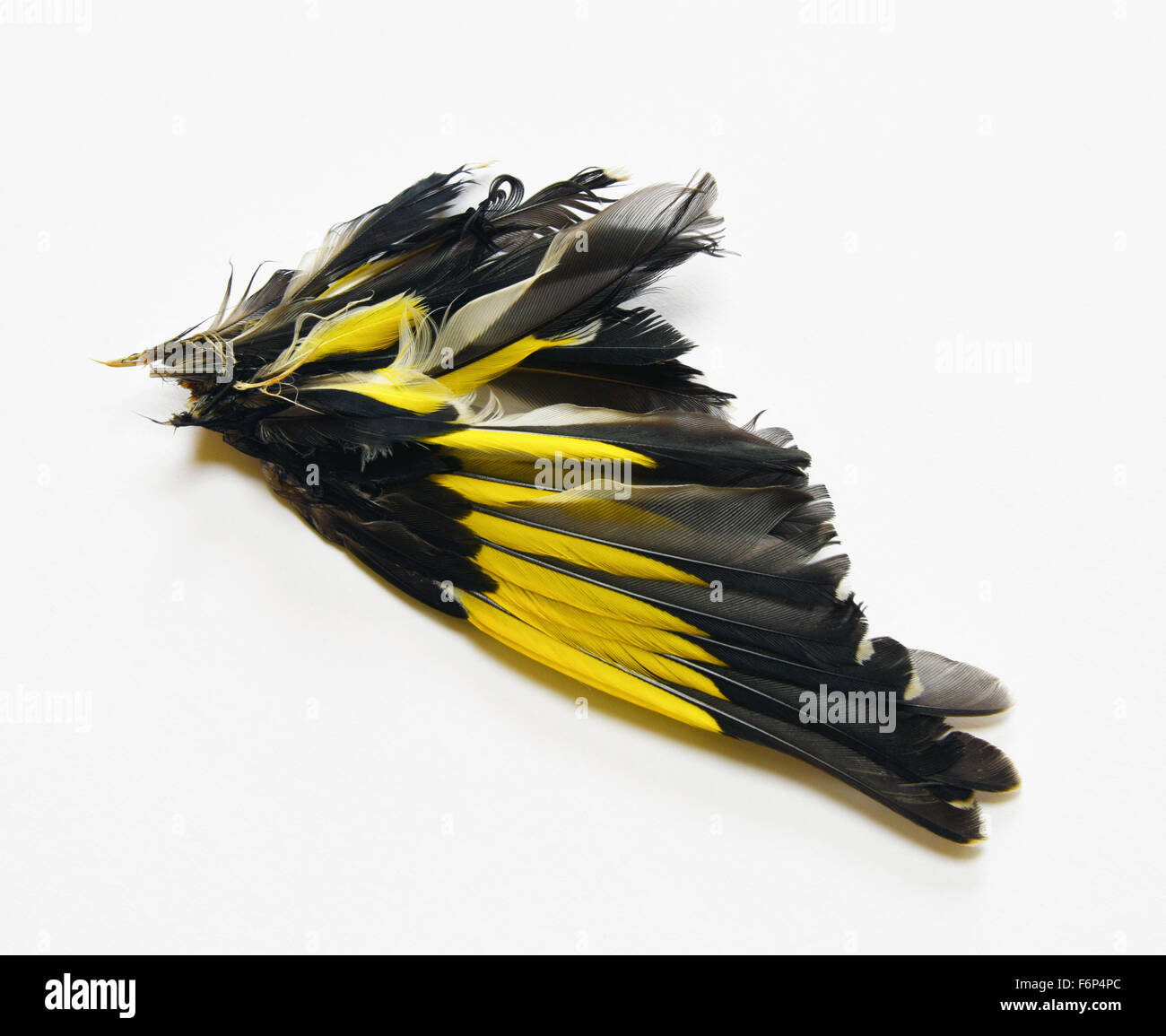 European goldfinch wing hi-res stock photography and images - Alamy