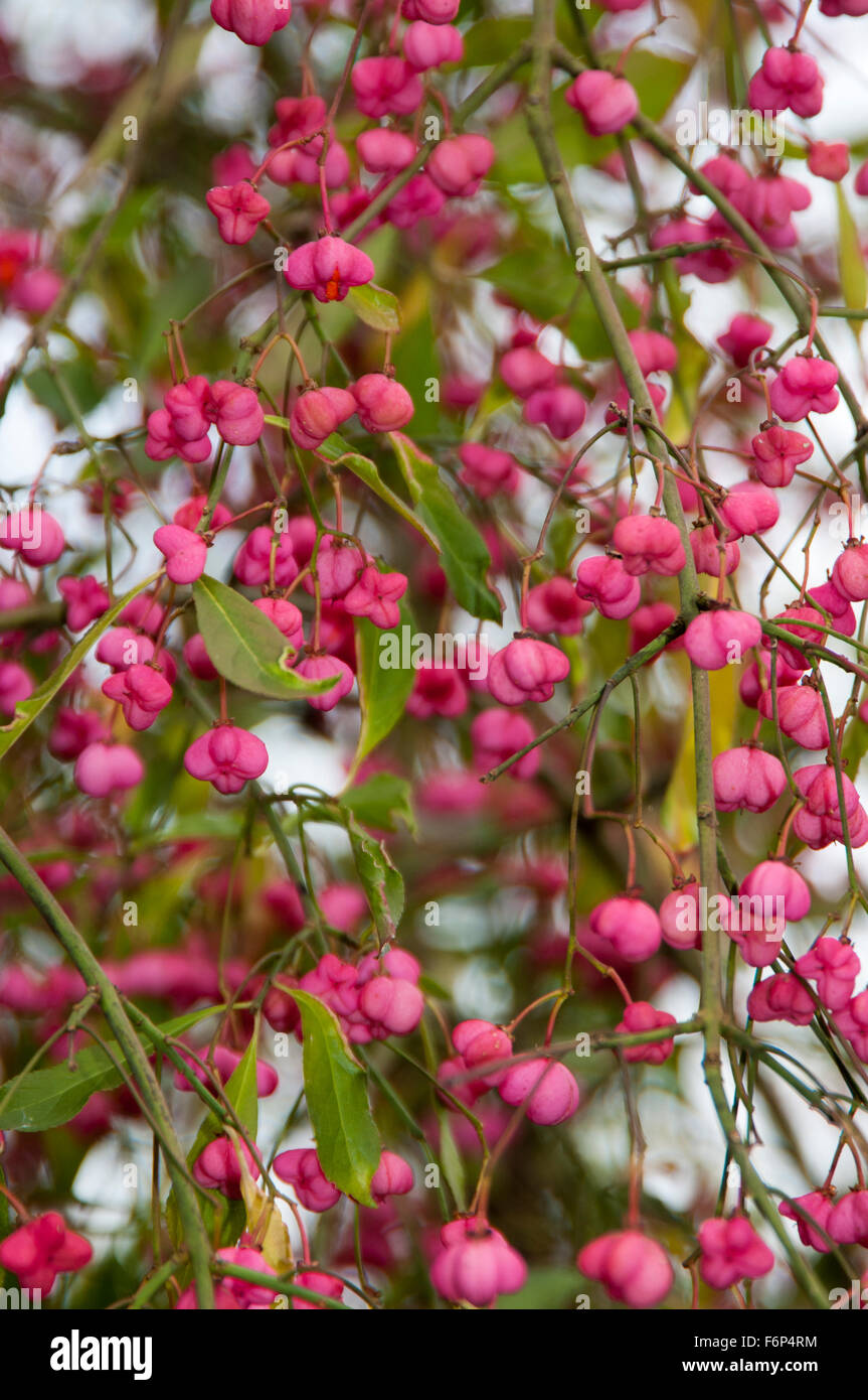 Spindle tree britain hi-res stock photography and images - Alamy
