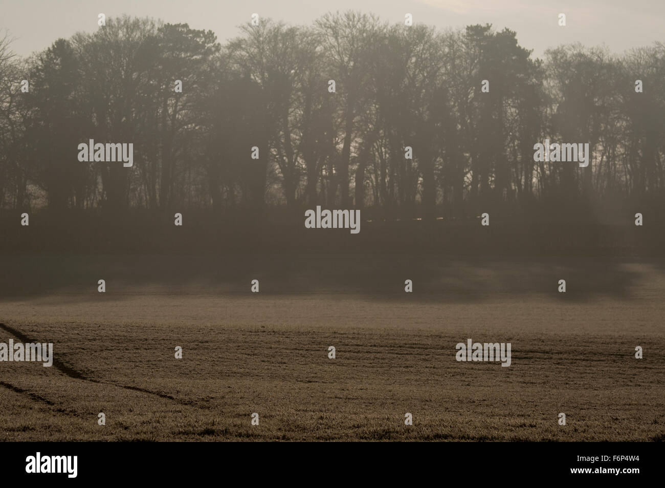 Trees back lit hi-res stock photography and images - Alamy