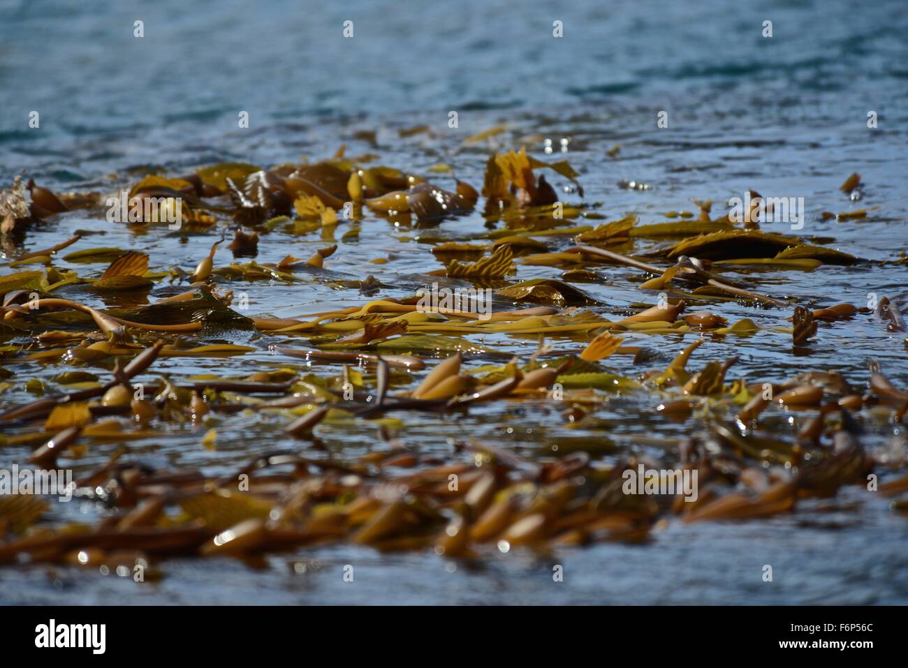 Leathery Kelp ( Durvillea antarctica Stock Photo - Alamy