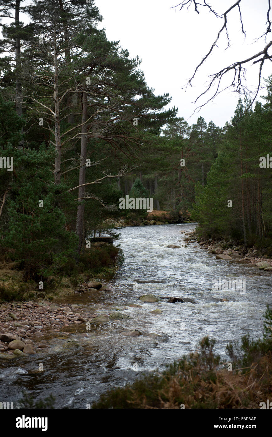The Water of Tanar as it flows through the forestry of Glen Tanar Stock ...