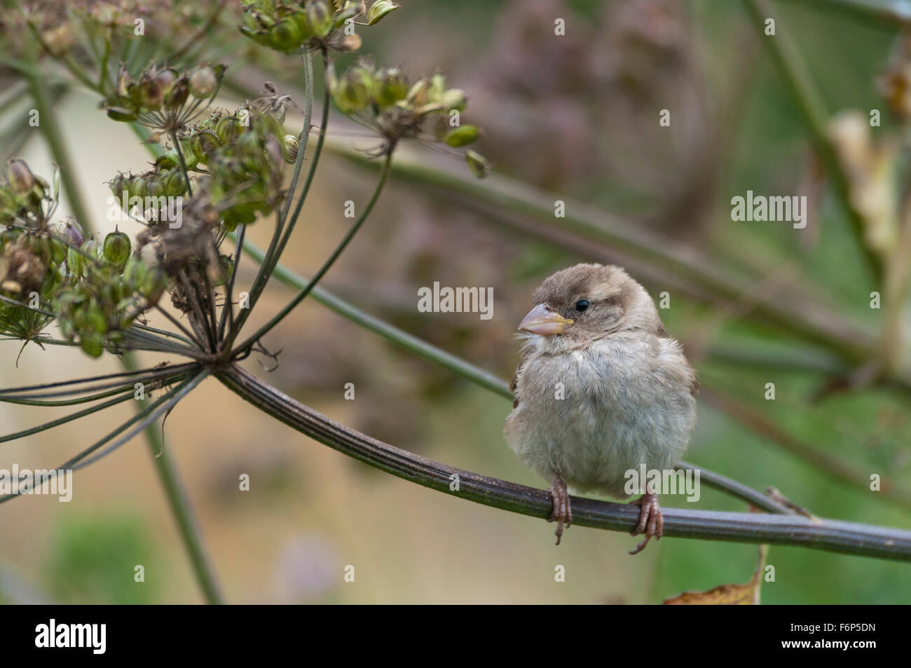 Juvenile tree sparrow hi-res stock photography and images - Alamy
