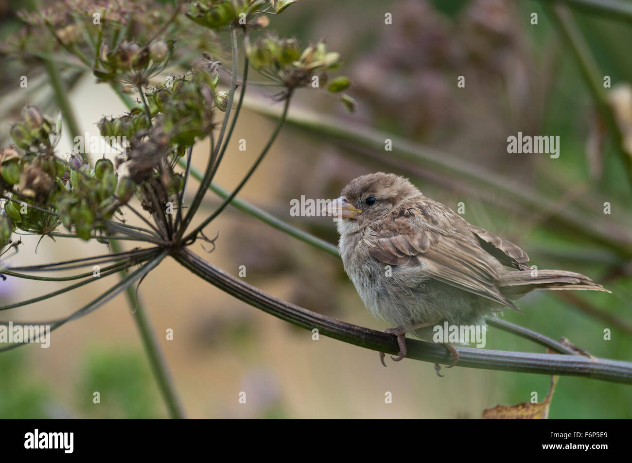 Juvenile tree sparrow hi-res stock photography and images - Alamy