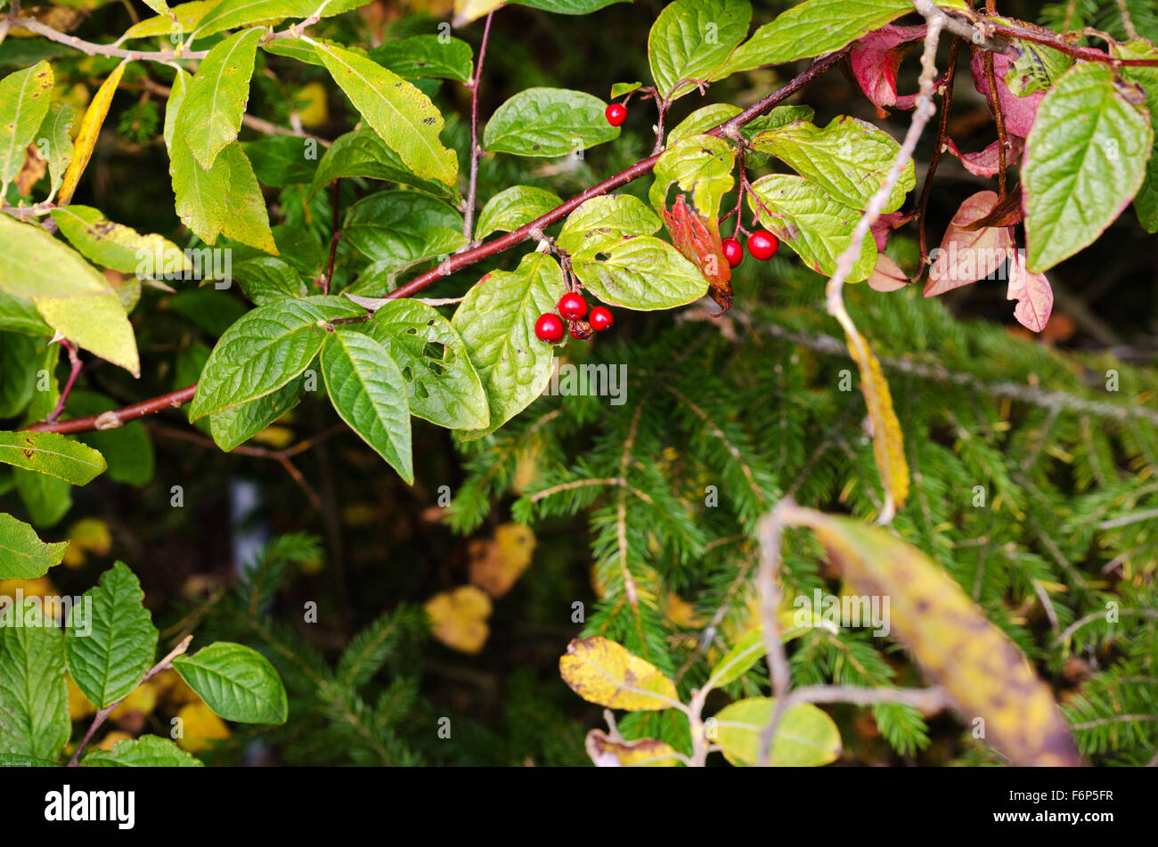 autumn a plant with red berry and green leaf Stock Photo - Alamy