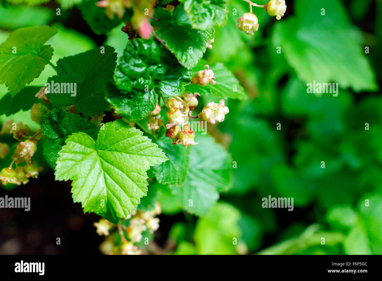 BLACK CURRANTS IN FLOWER Stock Photo - Alamy