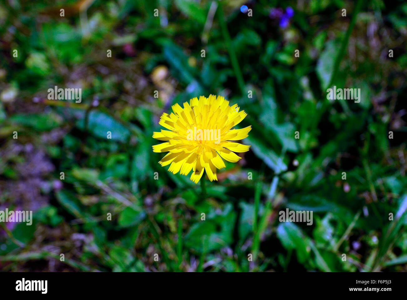 DANDELION IN FULL BLOOM Stock Photo - Alamy