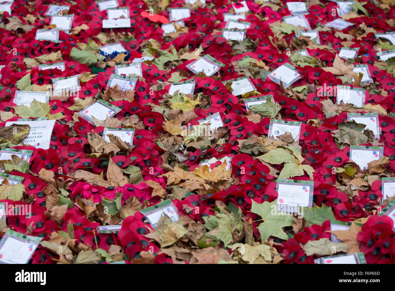 Remembrance poppies are displayed in London, UK Stock Photo - Alamy