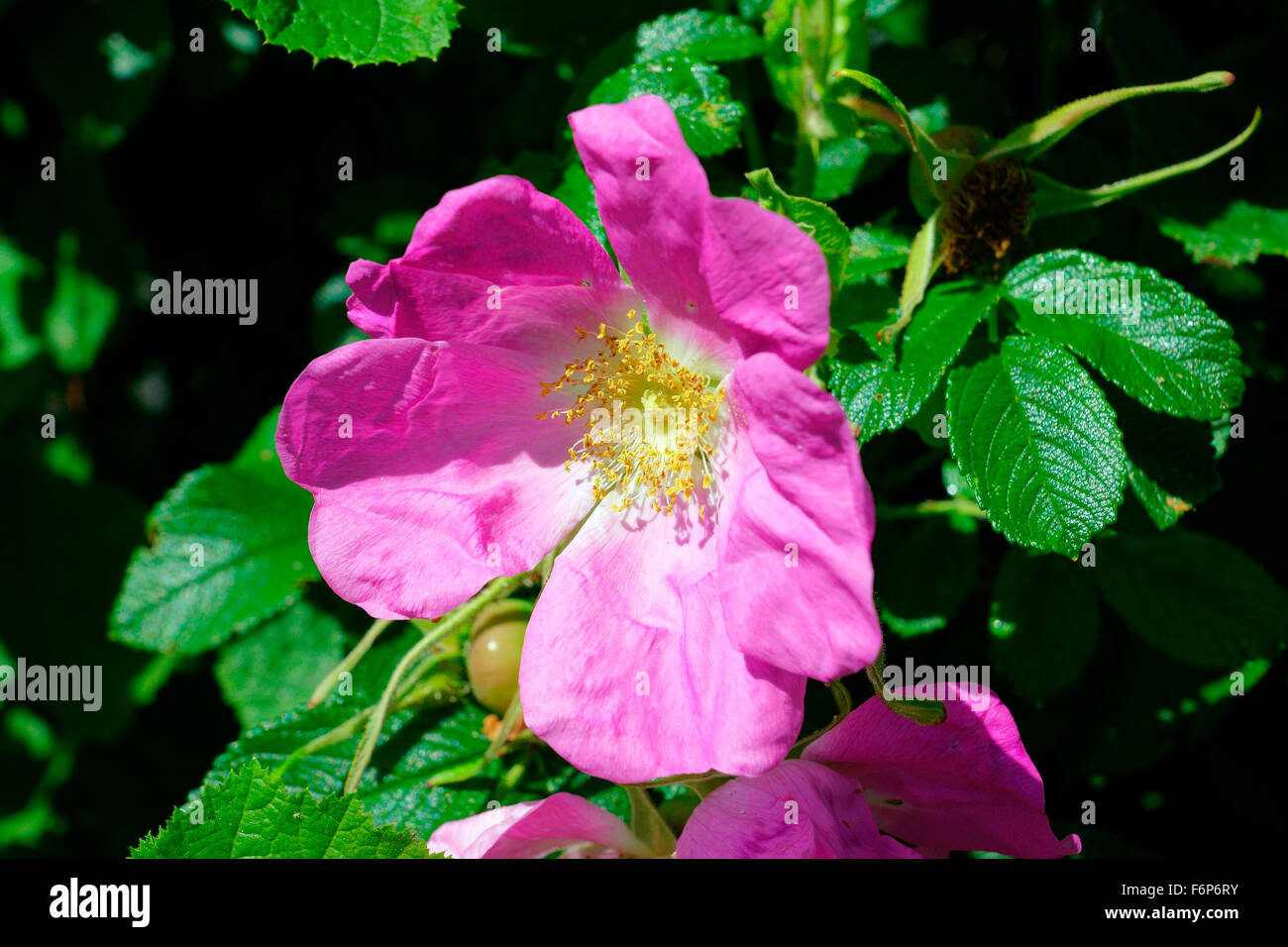 ROSE HIP FLOWER IN FULL BLOOM Stock Photo - Alamy