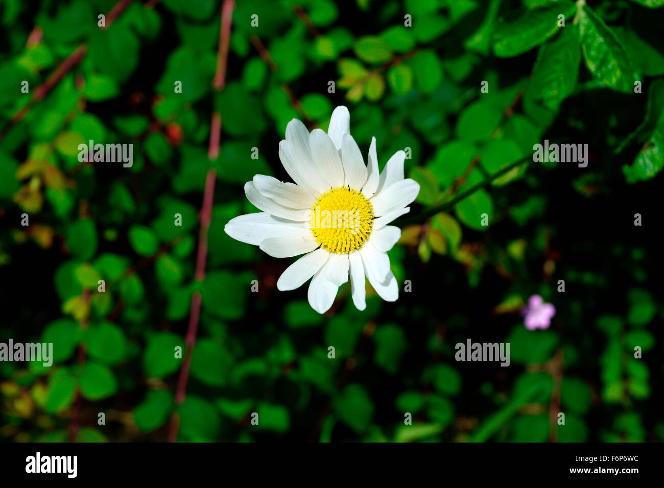 DAISY IN FULL BLOOM Stock Photo - Alamy