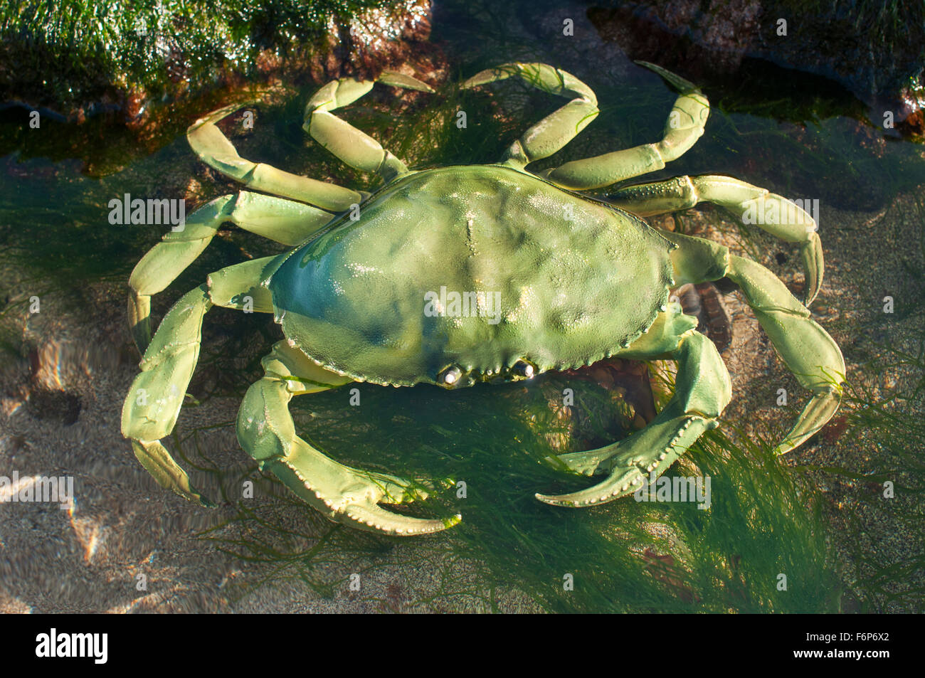Rock pool crab hi-res stock photography and images - Alamy