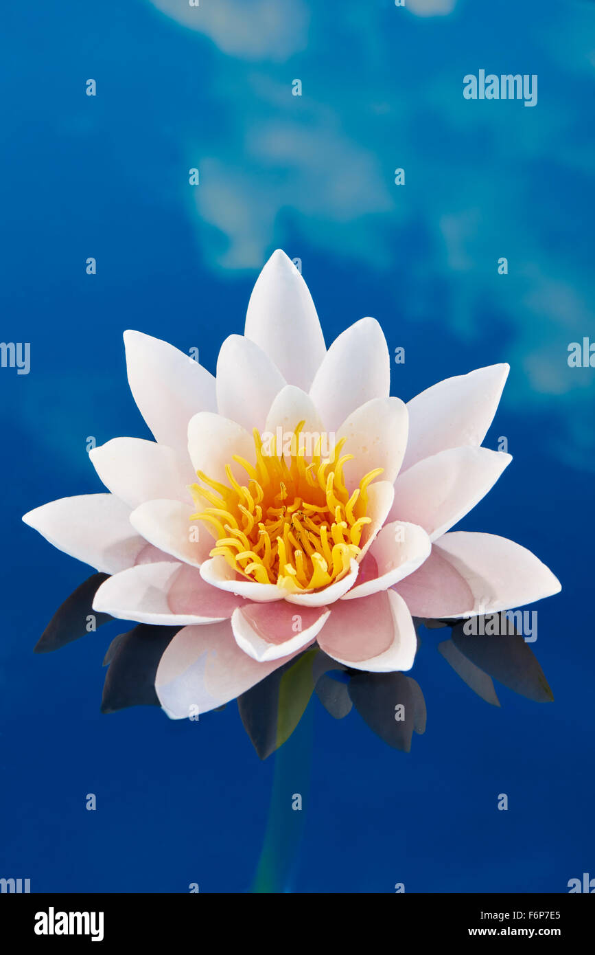 Lily pad reflections hi-res stock photography and images - Alamy